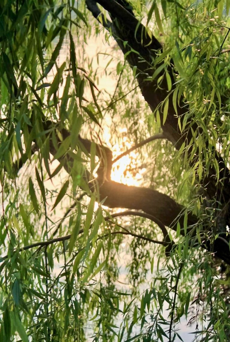 Resonances - Spring Themes, Poetry in Chinese & English - Society for ...